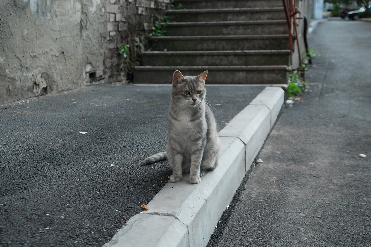 Cat Island, Japan: Exploring the Isle of Whiskers and Paws - Find Islands